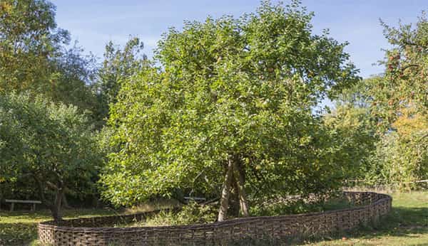A verdadeira história sobre a macieira de Isaac Newton