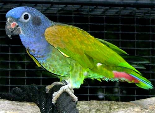 O que é curica? - Animais - Site de Curiosidades