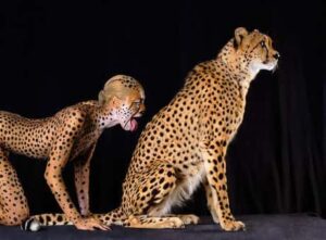 O que é o instinto animal? - Site de Curiosidades