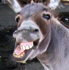 O que é um animal híbrido? - Site de Curiosidades