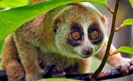 Os Gremlins de Java - Site de Curiosidades