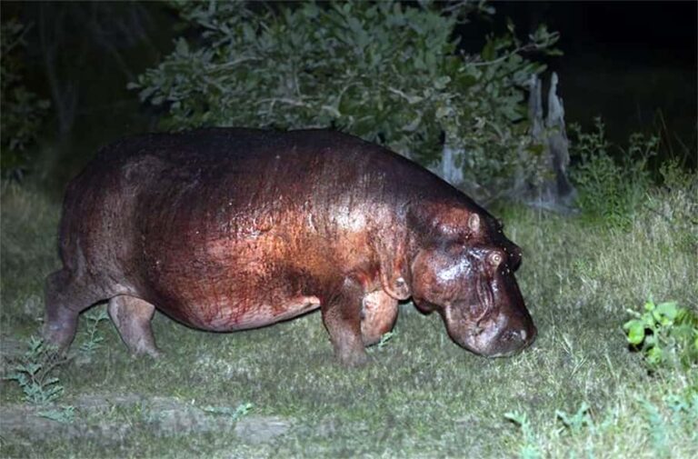 Suor de sangue do hipopótamo