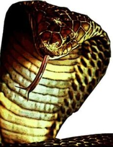 Naja - Site de Curiosidades