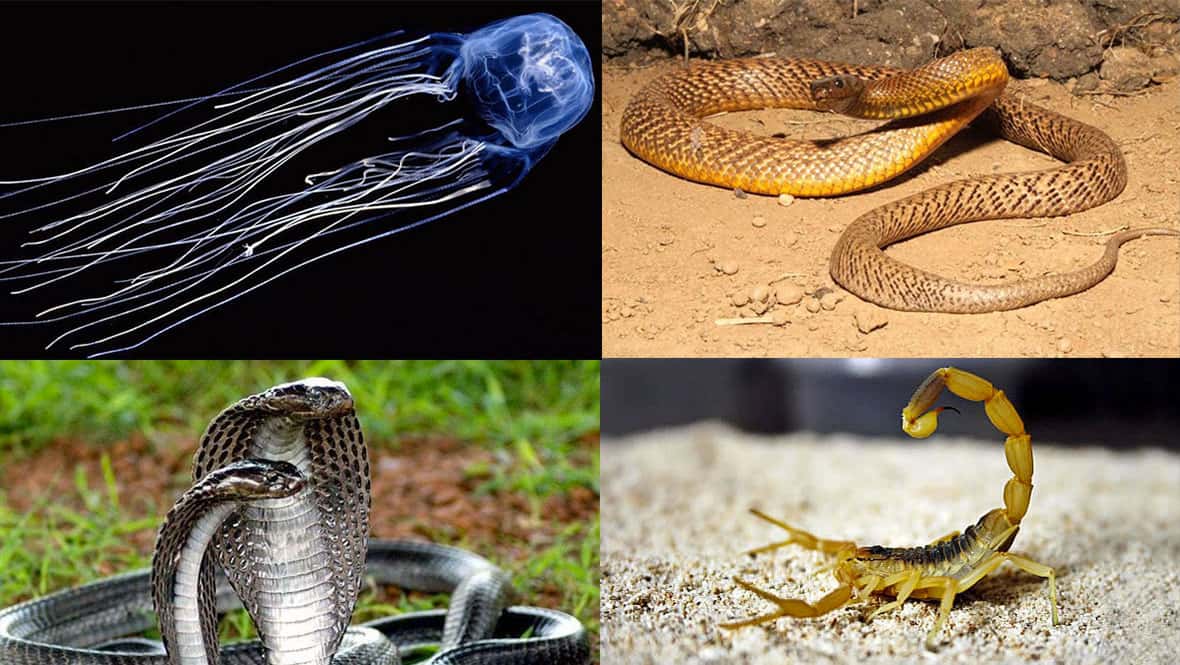 Top 10 animais mais venenosos do mundo - Site de Curiosidades