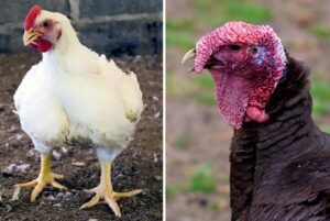 Chester é diferente de Peru?