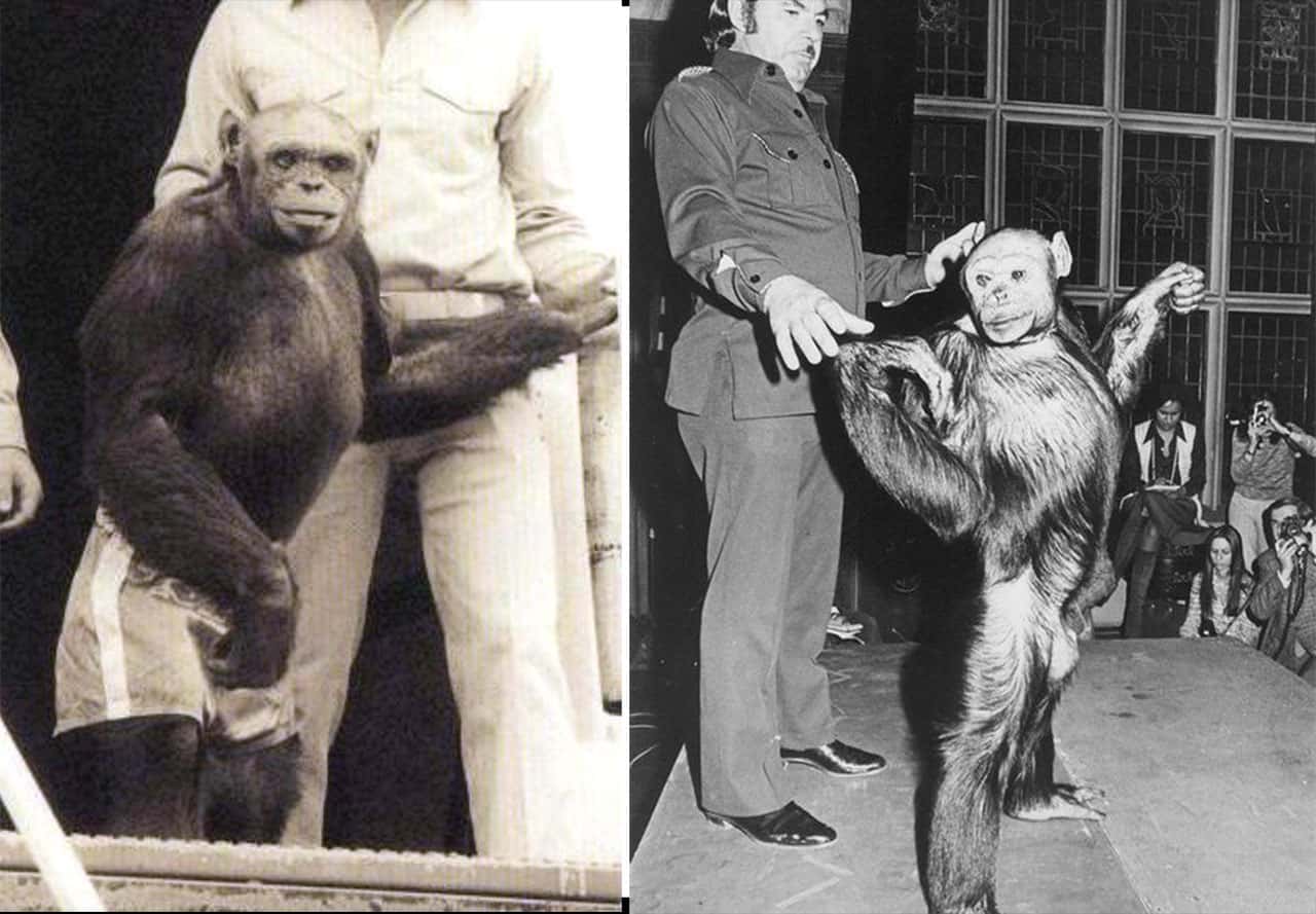Cientista alega que laboratório projetou híbrido humano-chimpanzé