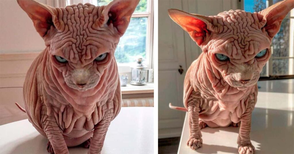 Conheça Xherdan, o gato mais assustador do mundo