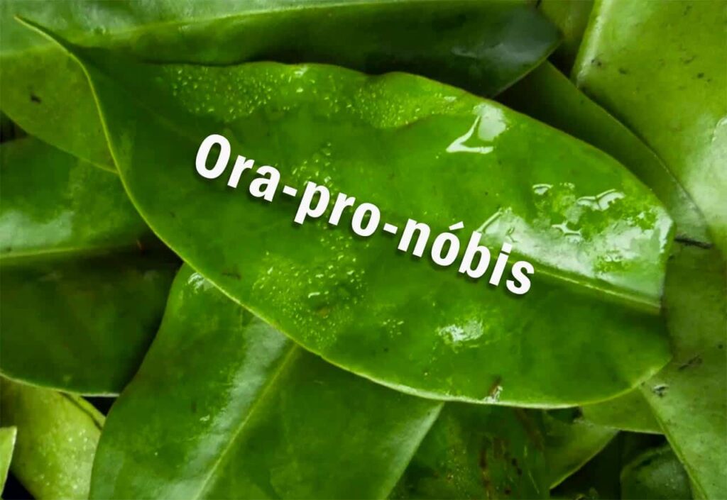 Curiosidades sobre a Planta Ora-pro-nóbis - Benefícios, Onde Encontrar ...