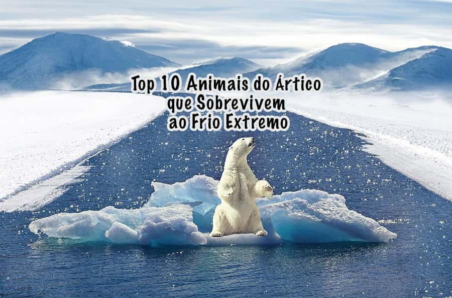 Top 10 Animais do Ártico que Sobrevivem ao Frio Extremo