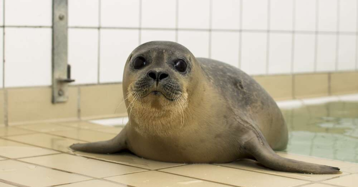 Bebês foca podem mudar o tom da voz para chamar a atenção da mãe - Site ...